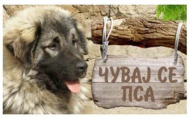 Tabla Čuvaj se psa - Šarplaninac 20x12.5cm • URBAN PETS